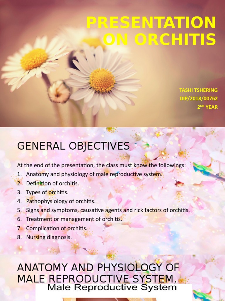 Presentation On Orchitis | PDF | Testicle | Health Sciences