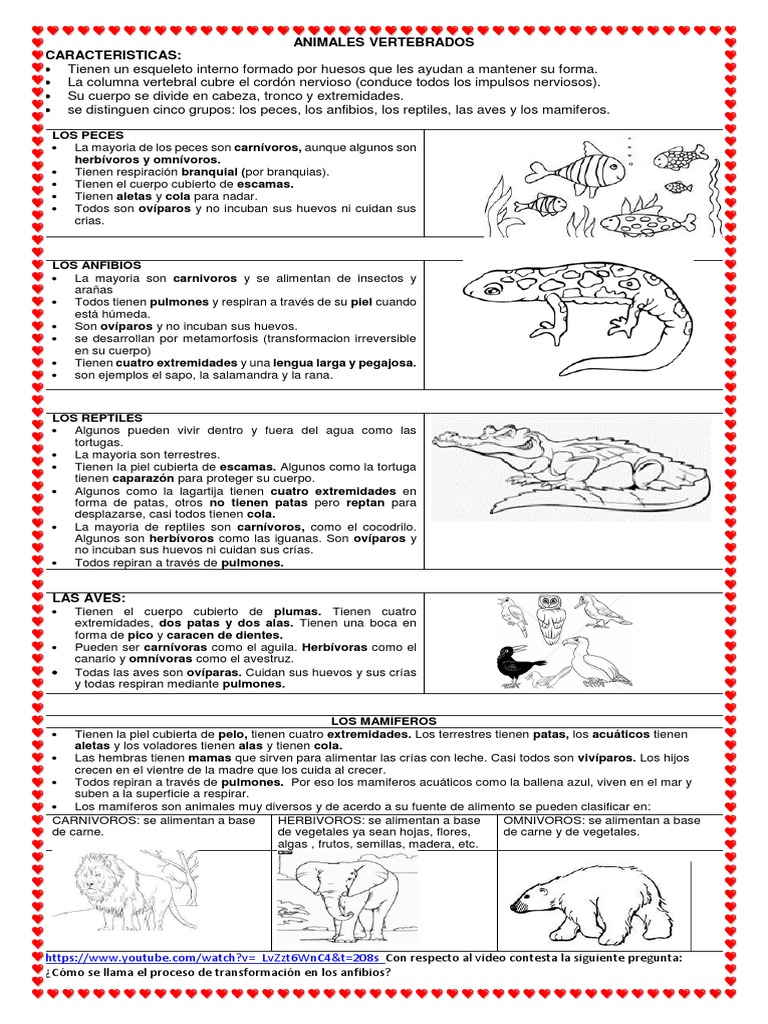 Hoja De Trabajo Sobre Reptiles Y Anfibios Clasificación De Animales: