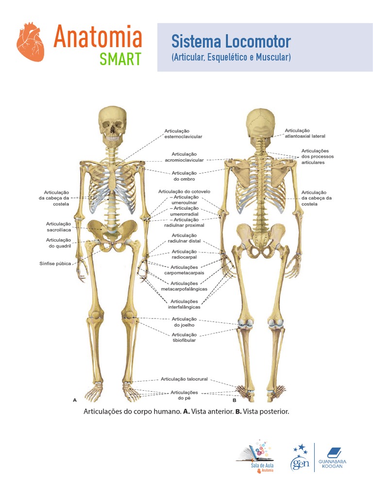 Sistema Locomotor | PDF | Osso | Sistema musculoesquelético humano