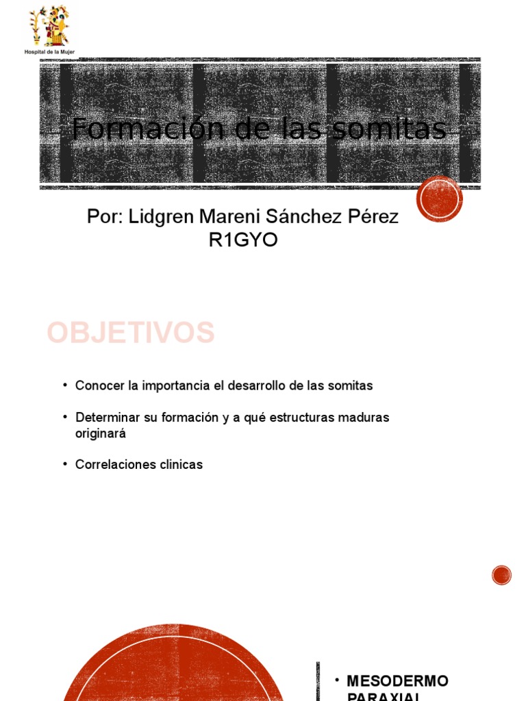 Somitas Embrio | PDF | Biología del desarrollo | Anatomía