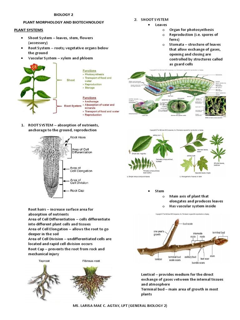 Biology 2 Plant Morphology and Biotechnology Plant Systems | PDF ...