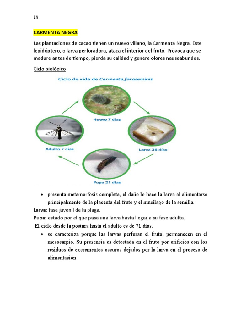 Control de la Carmenta Negra | PDF | Biotecnología | Plaga (organismo)