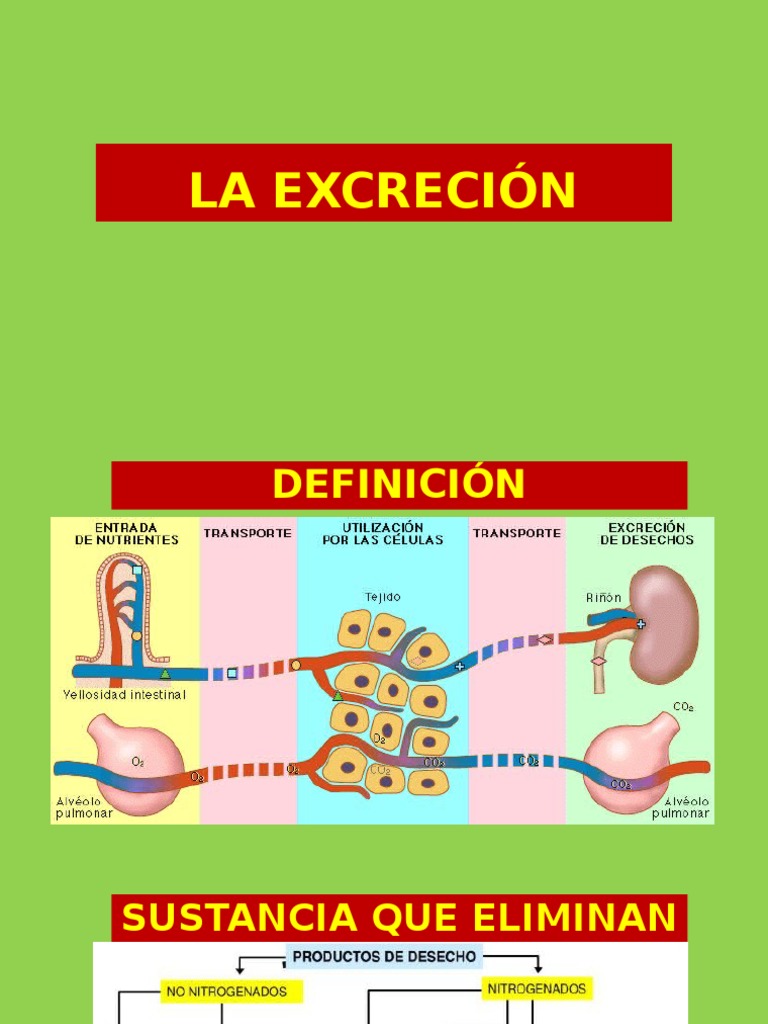 La Excreción | PDF