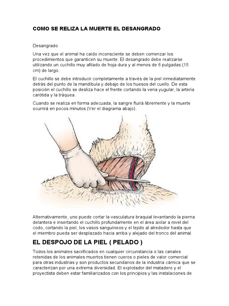 Como Se Reliza La Muerte El Desangrado | PDF | Cuero | Matadero