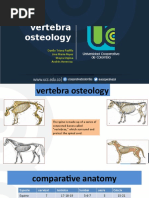 Tipos y Fórmulas de Vértebras Veterinarias | PDF | Vértebra | Anatomía