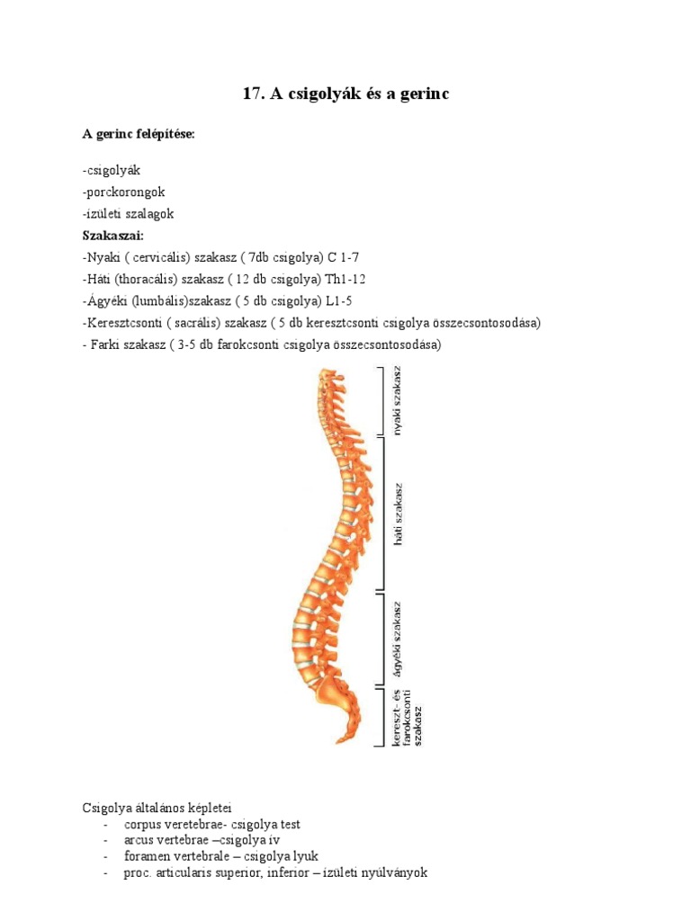 A Csigolyák És A Gerinc | PDF