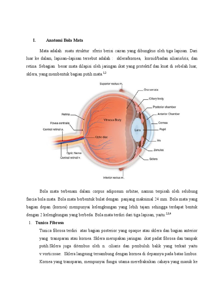 Anatomi Bola Mata | PDF