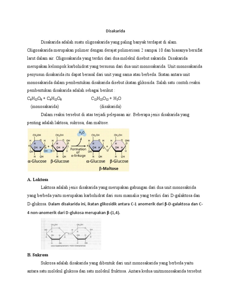 Disakarida | PDF