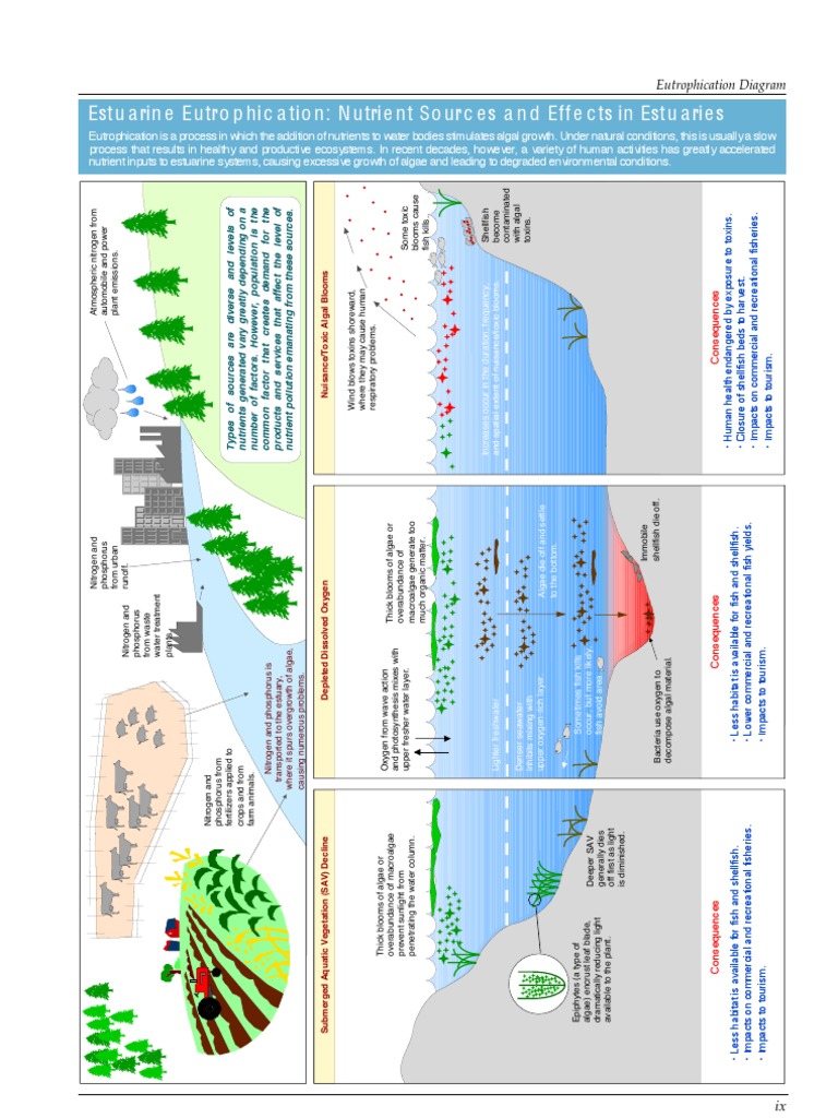 Eutrophication Process in Estuaries | PDF | Eutrophication ...