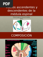 Función del tracto rubroespinal | PDF | Cerebro | Neuroanatomía