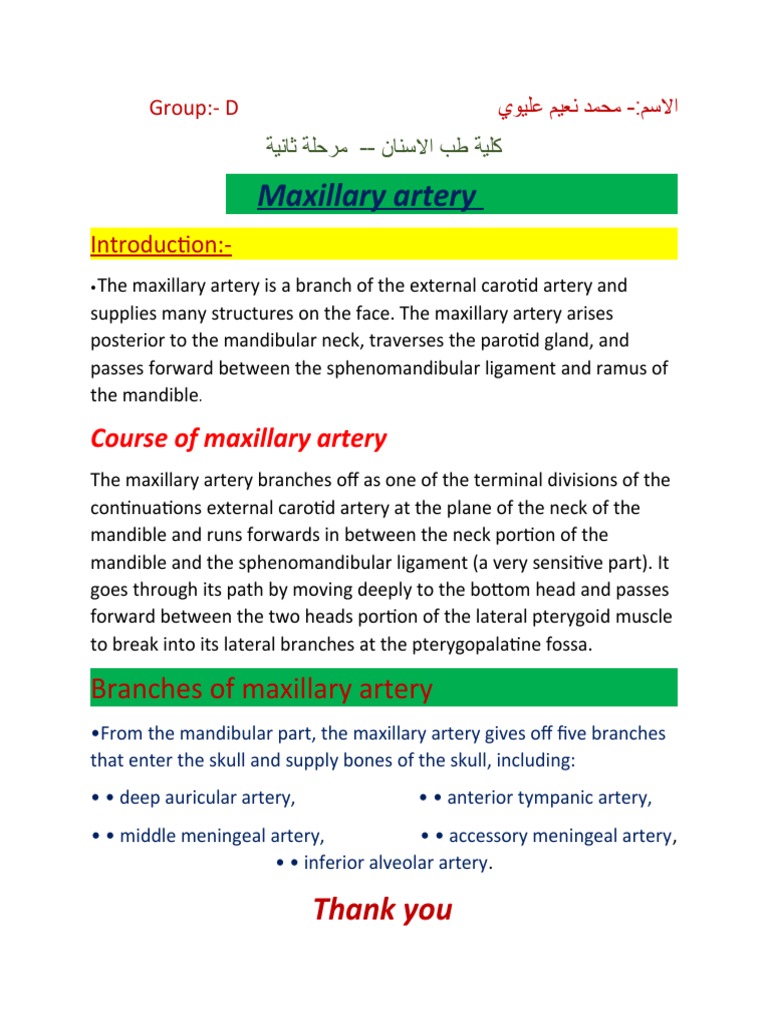 Anatomy of the Maxillary Artery: Its Course and Branches | PDF
