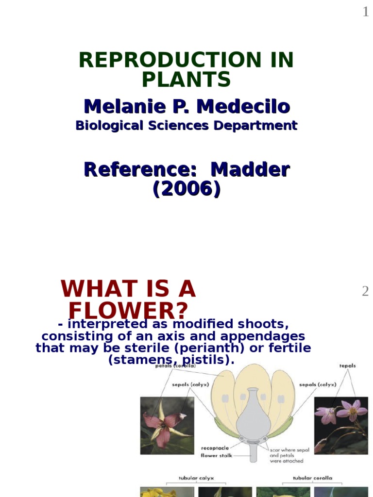 Plant Reproductive Structures Explained | PDF | Fruit | Sexual Reproduction