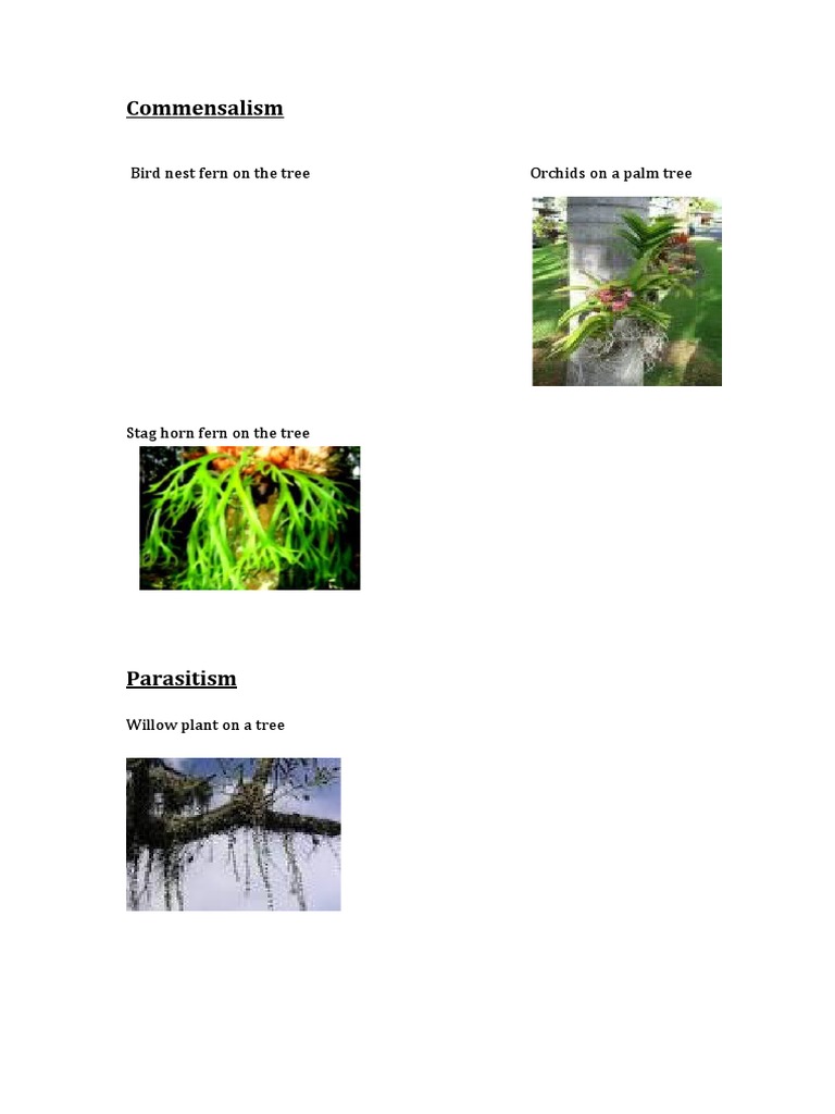 Symbiosis On Plants | PDF