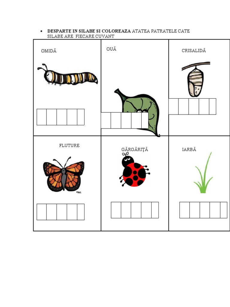 Fisa de Lucru Insecte | PDF
