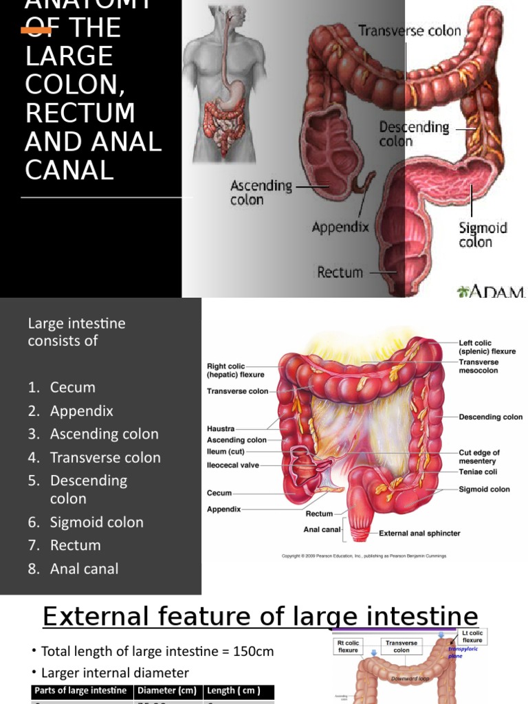 Anal Pathology | PDF | Large Intestine | Hemorrhoid