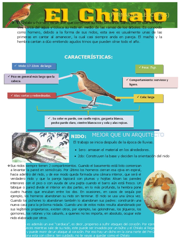 Chilalo | PDF | Aves | Paravianos
