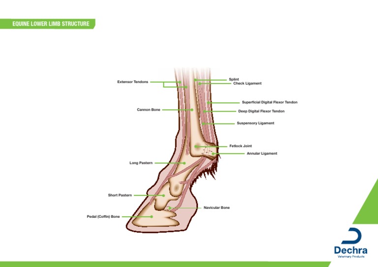 Equine Lower Limb Structure | PDF