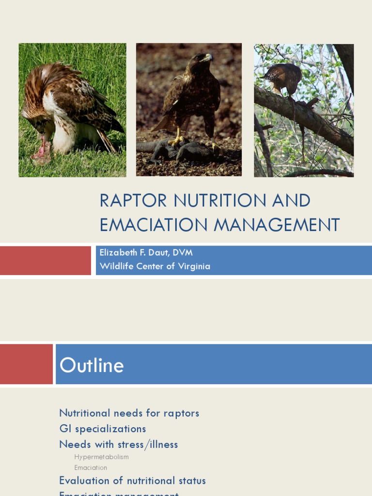 Raptor Emaciation Management and Nutrition | PDF | Starvation | Glycogen