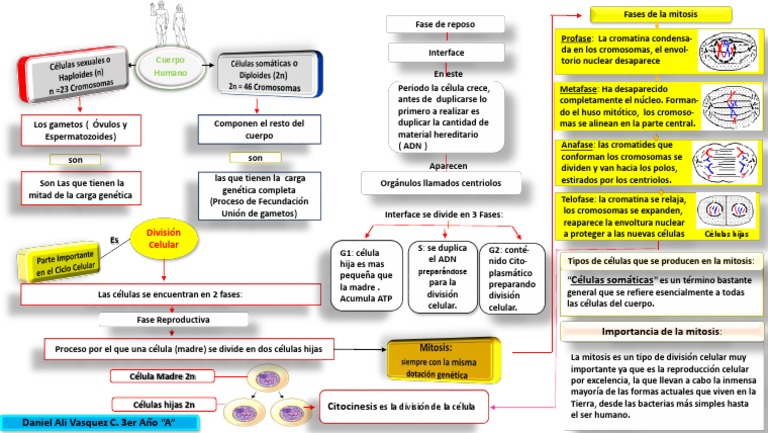 Mapa Conceptual Proceso de Division Celular | Mitosis | Ciclo celular