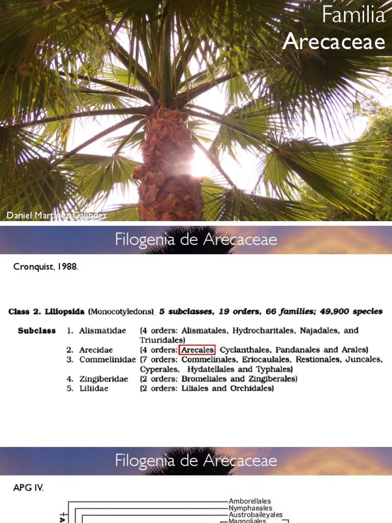 Especies y características de Arecaceae | PDF | Arecaceae | Flora