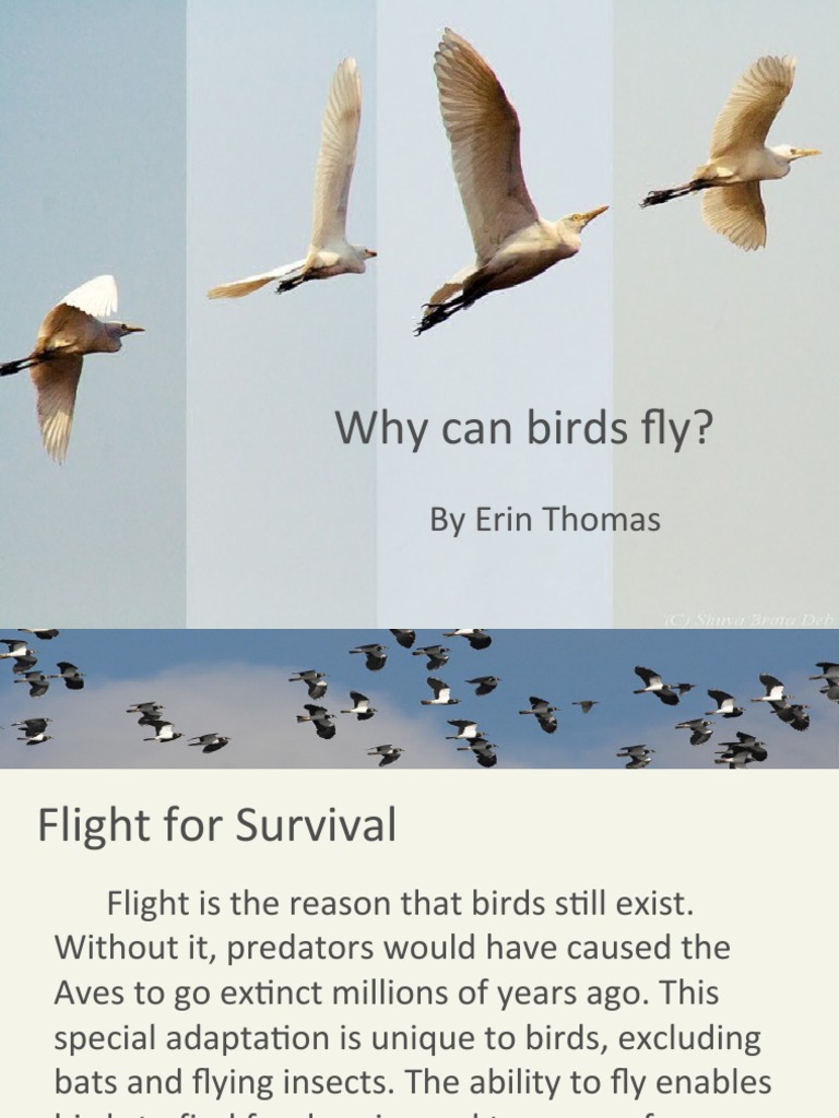 Why Can Birds Fly PP | PDF | Birds | Muscle
