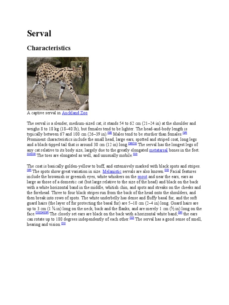 Serval: Characteristics | PDF | Organisms | Nature