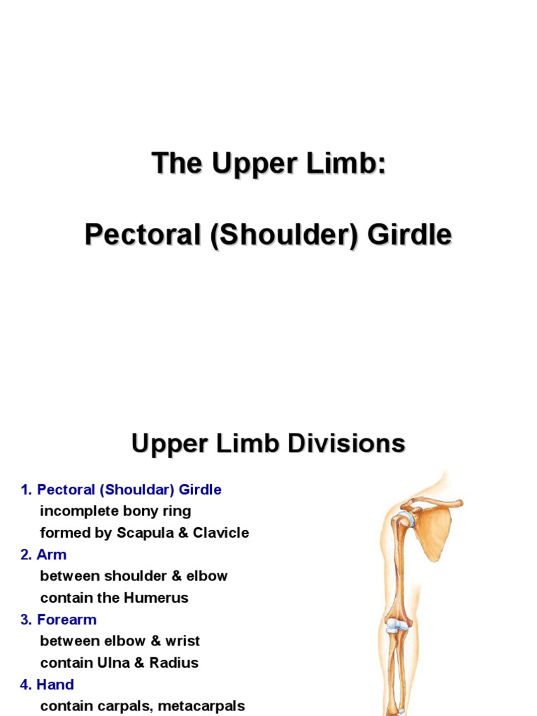ANATOMY: The Shoulder Girdle Shoulder Spaces Axilla The Arm | PDF | Arm ...