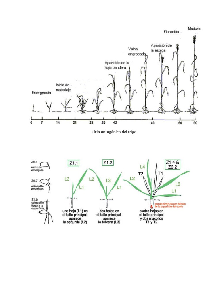Ciclo Ontogénico Del Trigo | PDF