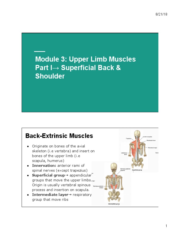 Module 3 - Upper Limb Muscles Part I-Superficial Back and Shoulder ...