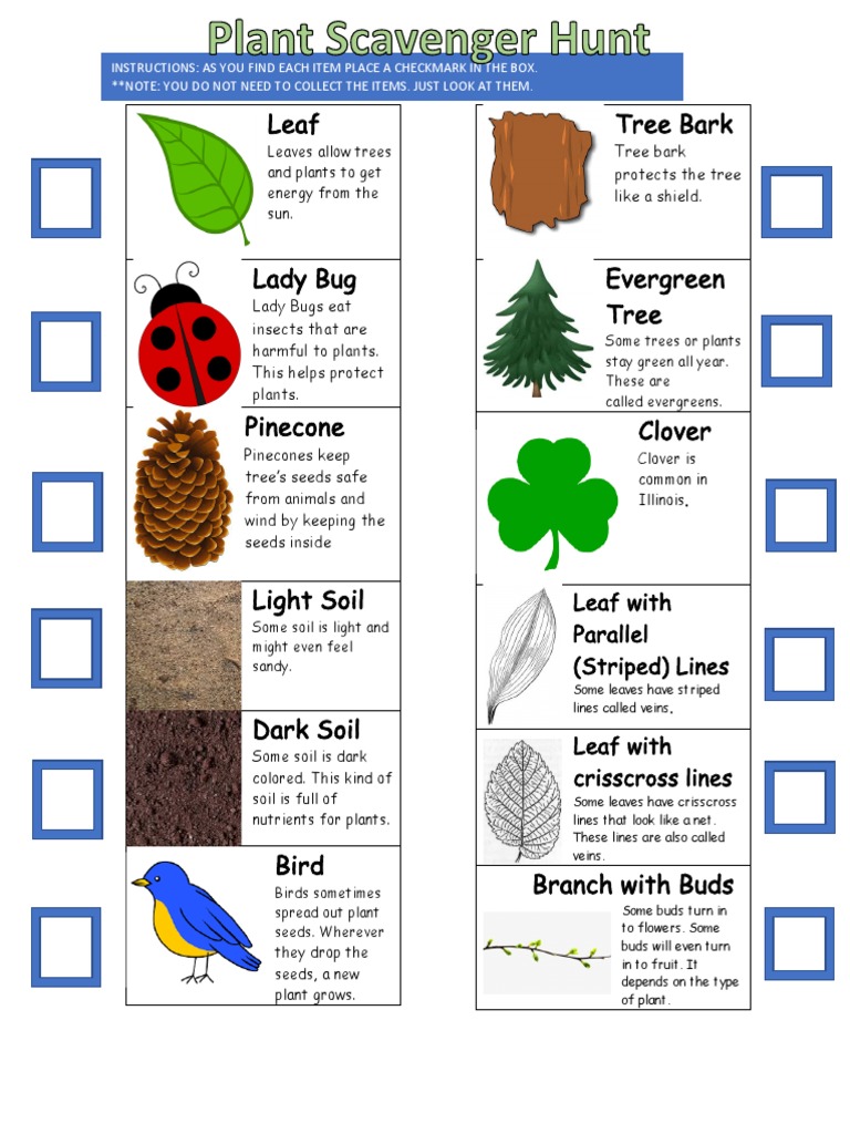 Horticulture Scavenger Hunt | PDF | Leaf | Trees