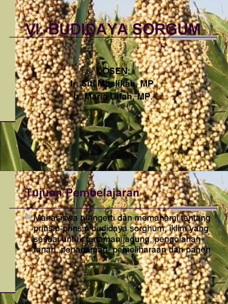 Budidaya Sorghum | PDF