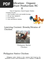 Different Types of Philippine Native Chicken | PDF | Chicken | Agriculture