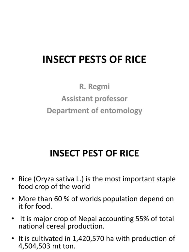 Major Insect Pests of Rice | PDF | Insects And Humans | Insects