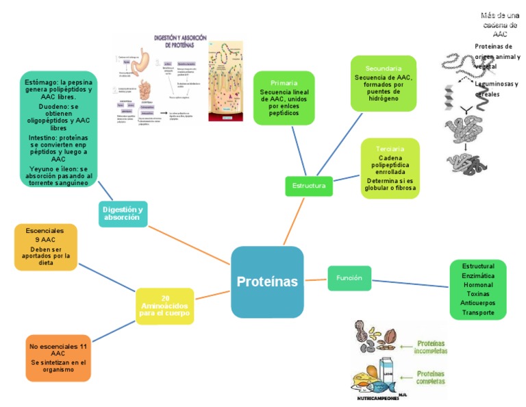 Mapa Mental de Proteínas | PDF | Péptido | Proteínas