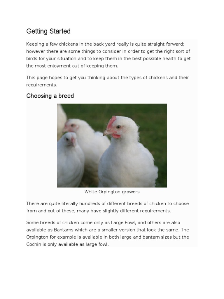 Getting Started: Choosing A Breed | PDF | Chicken | Birds