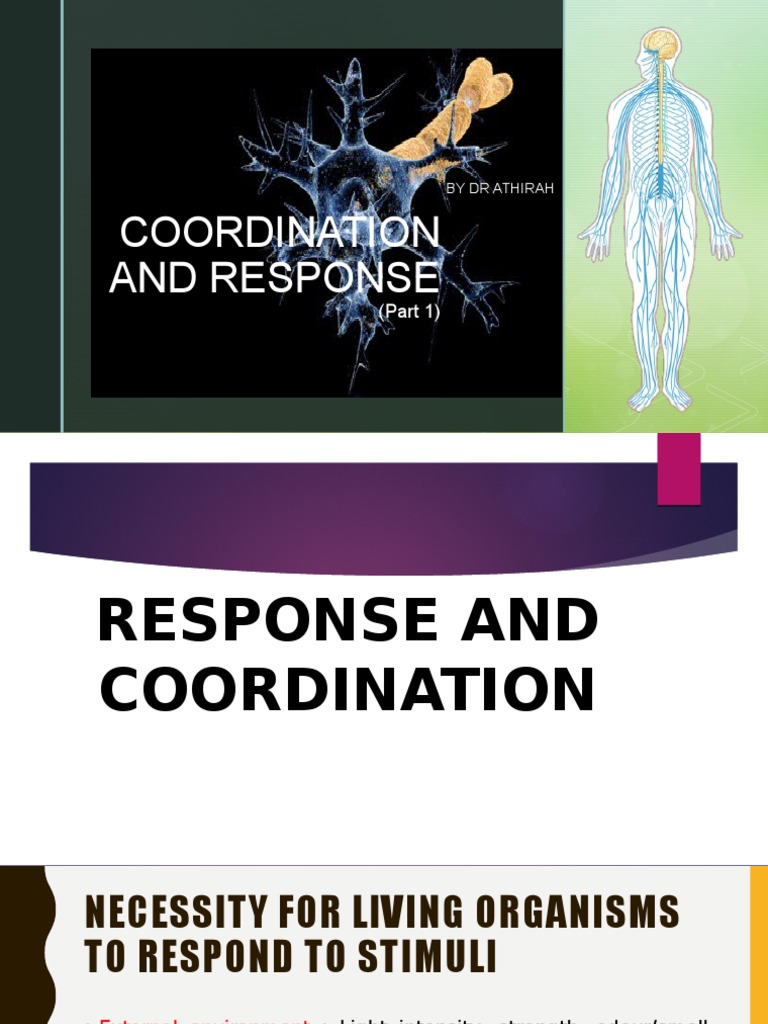 3.1-3.2 Coordination and Response | PDF | Nervous System | Stimulus ...