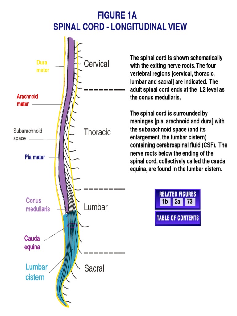 Figure 1A Spinal Cord Longitudinal View: Cervical | PDF