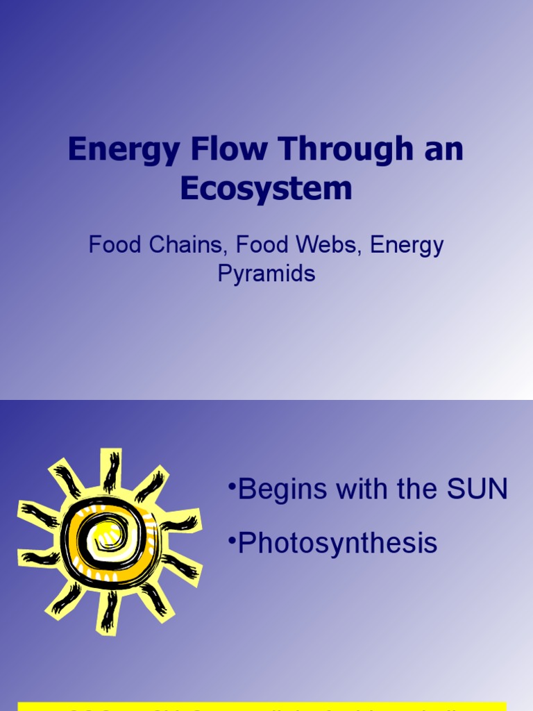 Energy Flow Through An Ecosystem: Food Chains, Food Webs, Energy ...