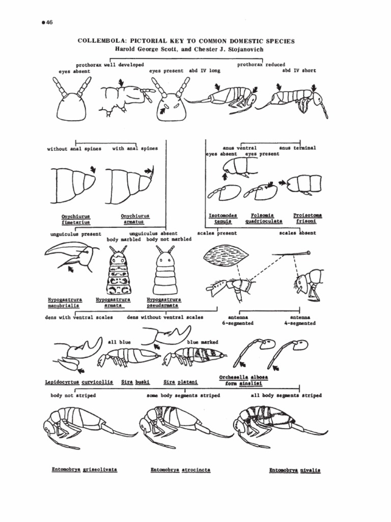 DOCUMENT.46 - Common Domestic Collembola Species Diagram | PDF | Nature