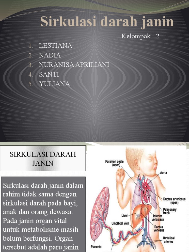 Sirkulasi Darah Janin | PDF