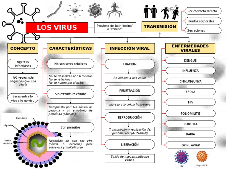 Los Virus Infografia | PDF | Virus | Enfermedades y trastornos