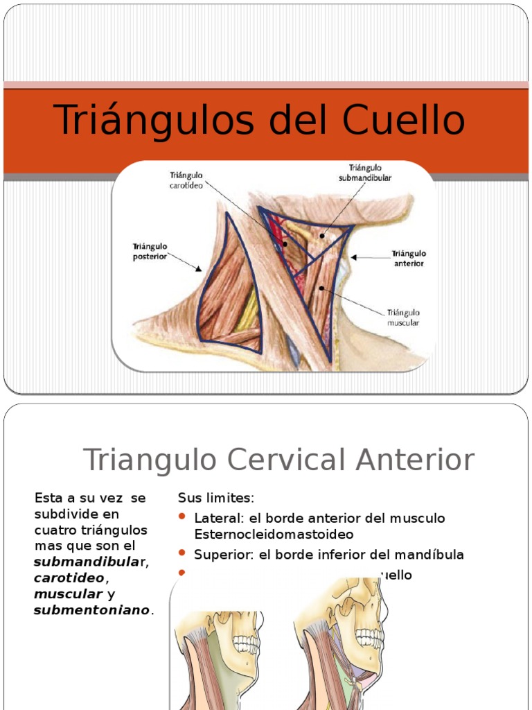 Triangulos Del Cuello | PDF | Anatomía humana | Cabeza y cuello humanos