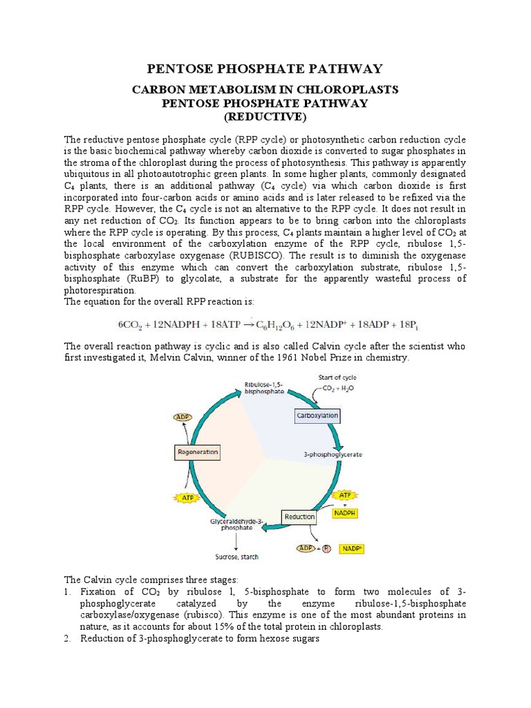Pentose Phosphate Pathway | PDF | Nicotinamide Adenine Dinucleotide ...