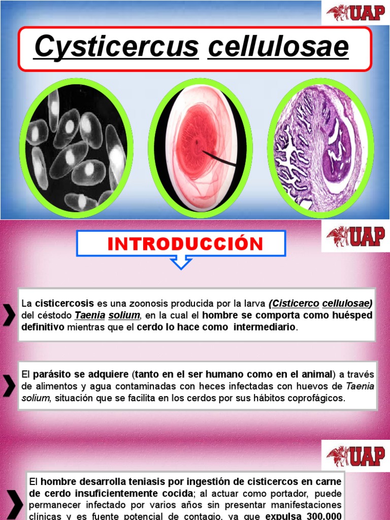Cysticercus-Cellulosae | Descargar gratis PDF | Epidemiología | Medicina