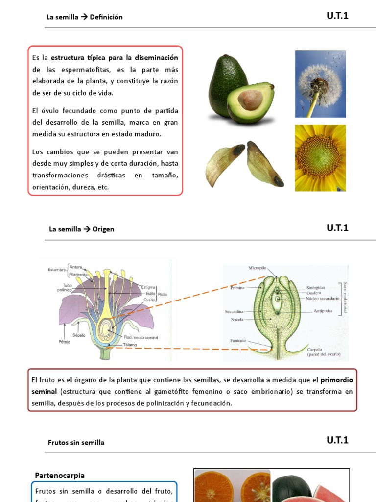 Estructura y formación de la semilla | PDF | Semilla | Fruta