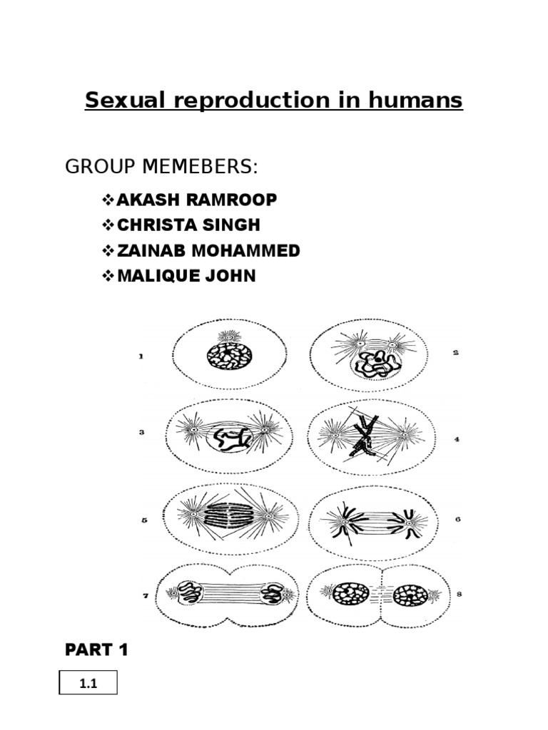 Sexual Reproduction in Humans | PDF | Implantation (Human Embryo ...