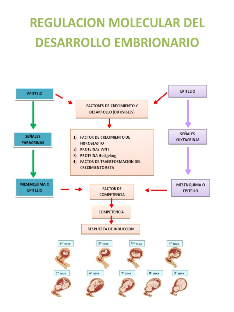 Mapas de Embrio | PDF