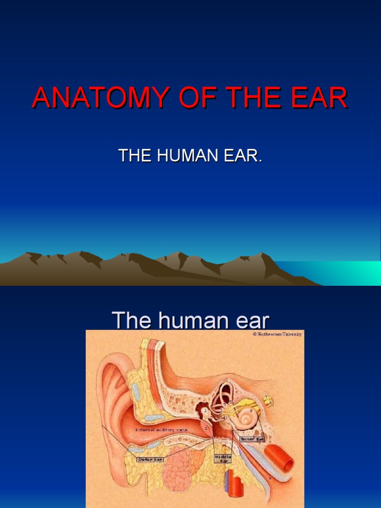 01.anatomy of The Ear | PDF | Ear | Sensory Organs