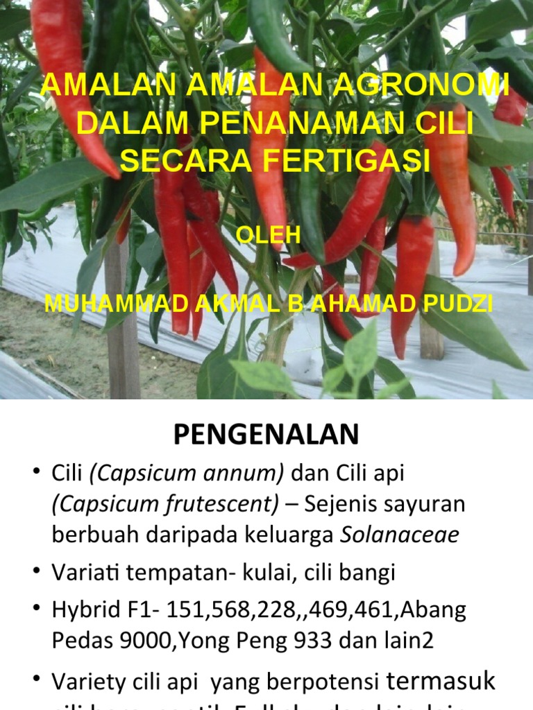 Pengenalan Dan Pengurusan Tanaman Cili Fertigasi | PDF