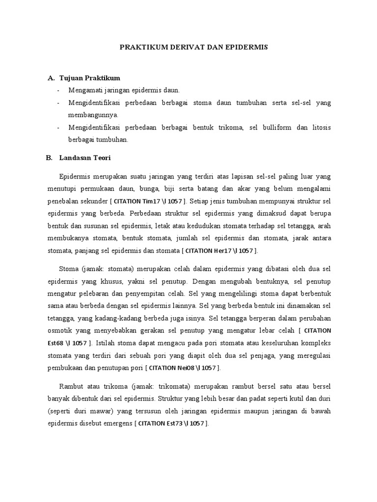 DERIVAT AND EPIDERMIS PRACTICUM | PDF